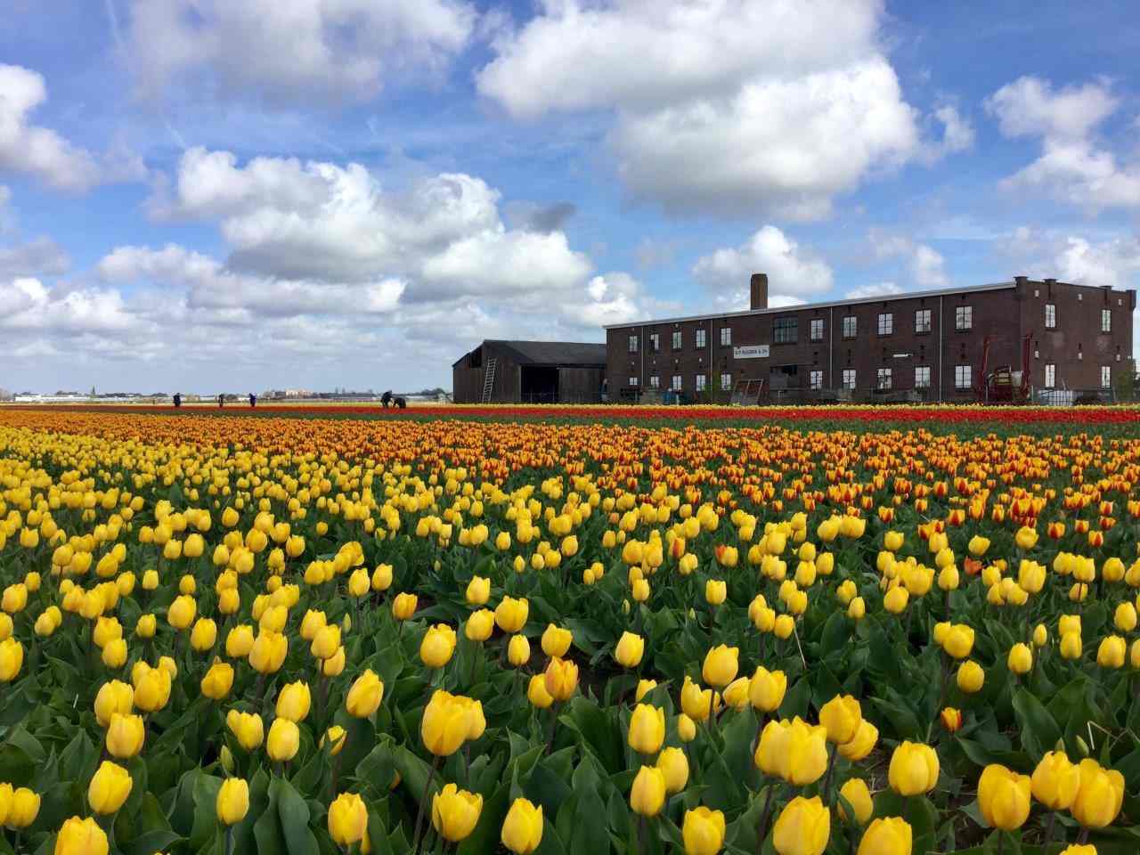 De Bollenstreek, landschap en erfgoed van de bloembollencultuur